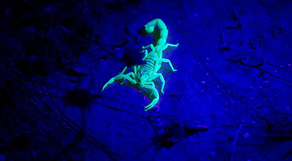See a scorpion? Here's why you shouldn't panic. - On Scouting